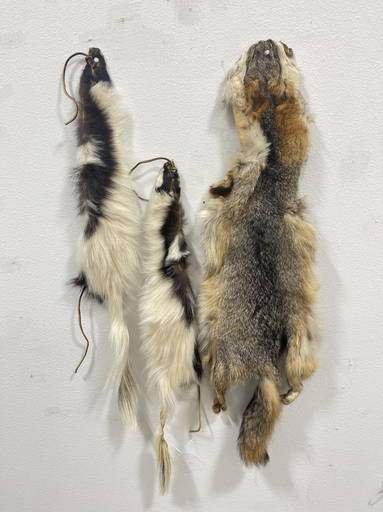 Kit Fox And Skunk Pelts