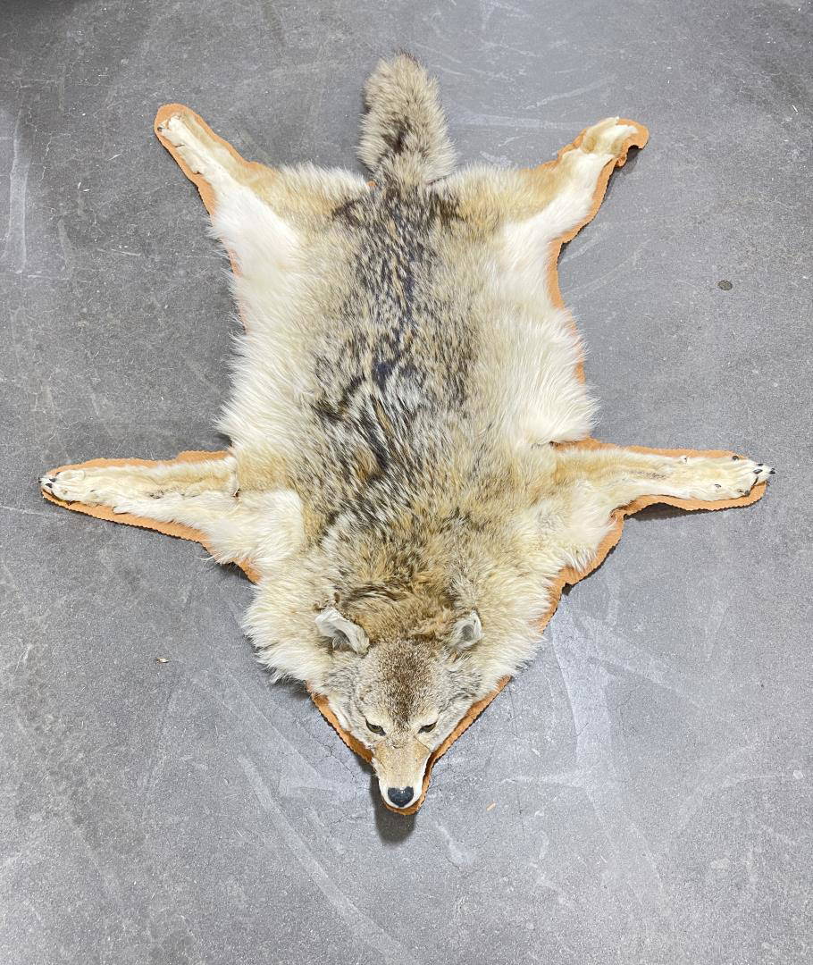 Taxidermy Coyote Rug Auction