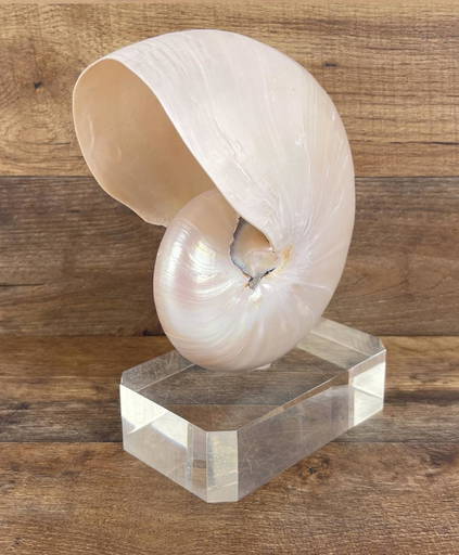 Chambered Pearl Nautilus Sea Shell