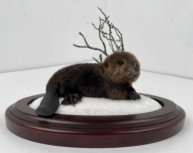 Montana Taxidermy Baby Kit Beaver Full Body Mount