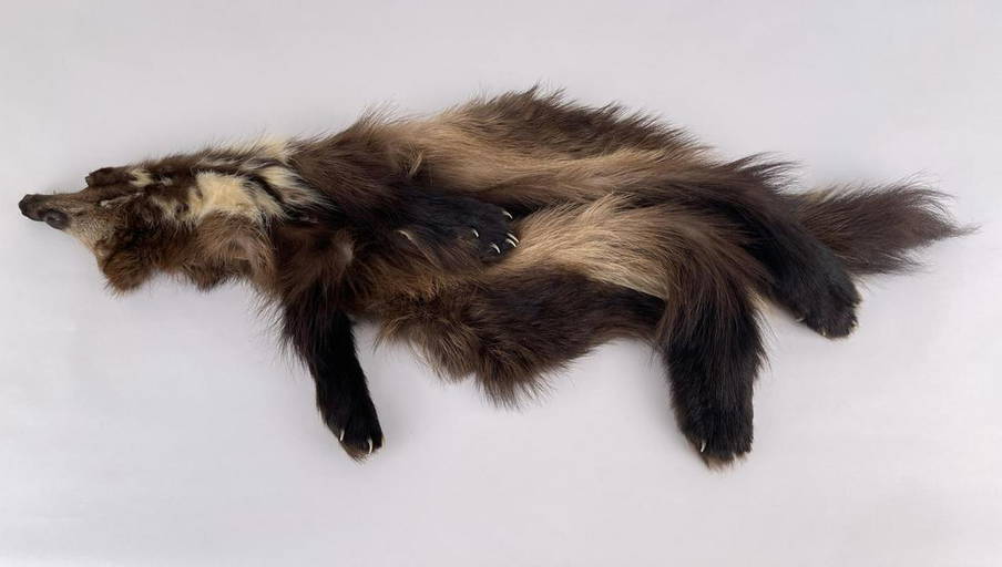 Taxidermy Wolverine Pelt Hide