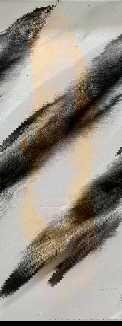 Taxidermy Wolverine Pelt Hide Auction