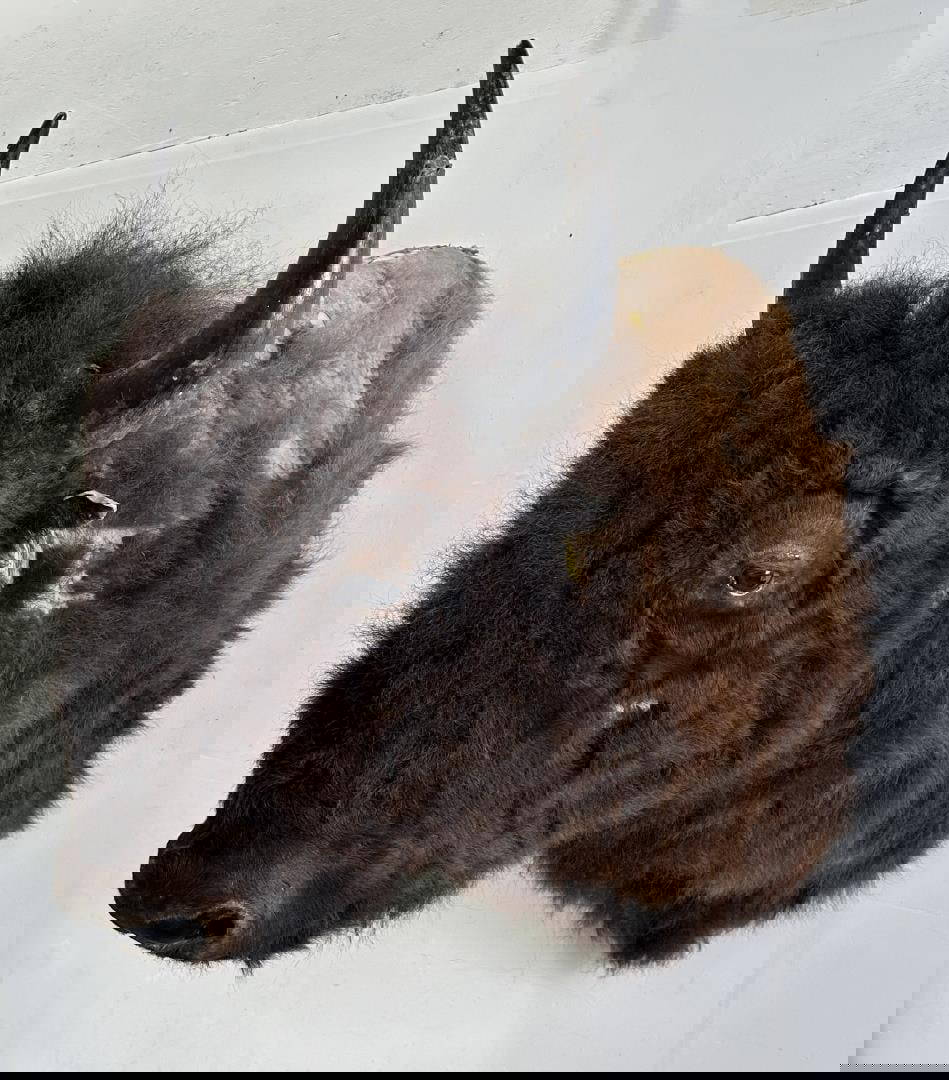 Rare Taxidermy Montana Zombie Buffalo Head Mount Auction