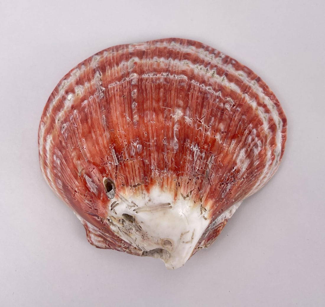 Polished Spiny Oyster Shell Auction