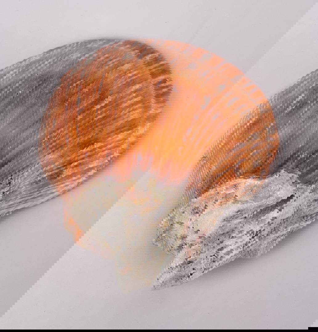 Polished Spiny Oyster Shell Auction