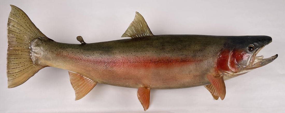 Coho Salmon Real Skin Fish Taxidermy Mount Auction