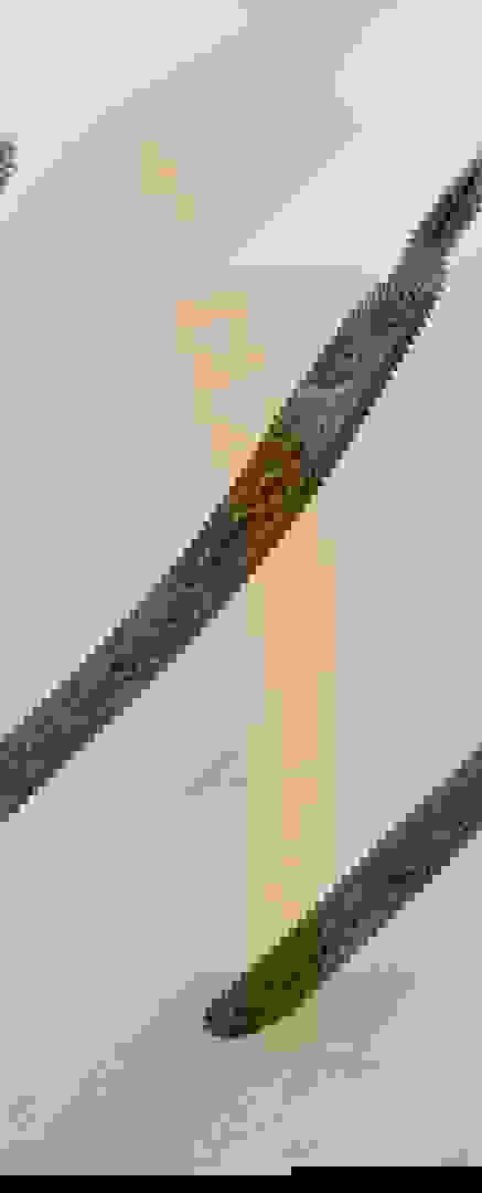 Zuni Indian Carved Horn Corn Maiden Fetish Auction