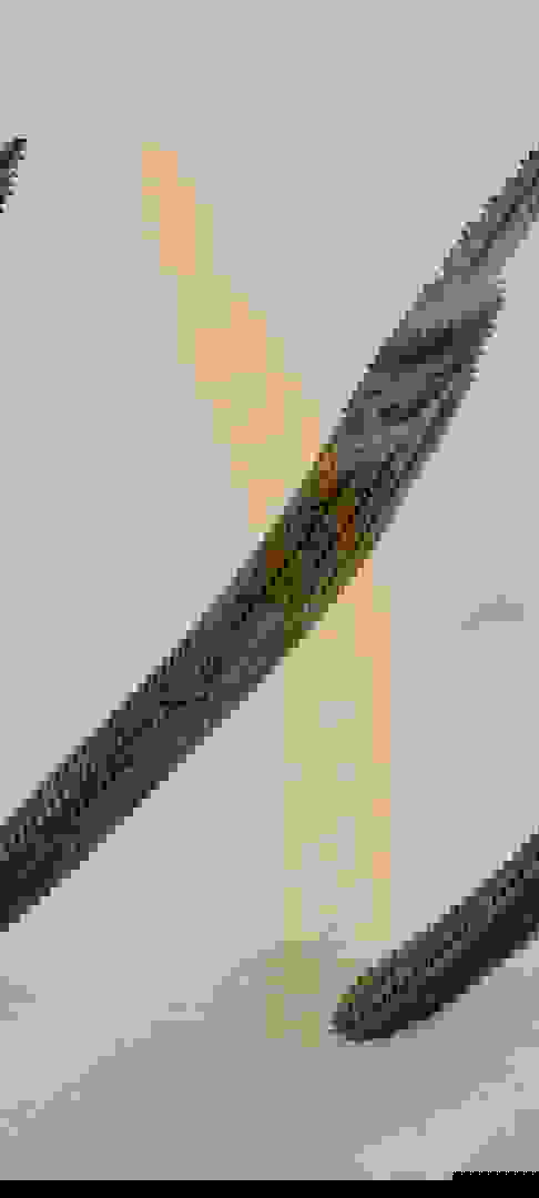 Zuni Indian Carved Horn Corn Maiden Fetish Auction