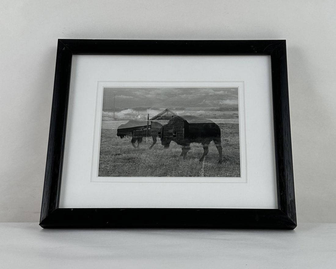Montana Ghost Buffalo Photo Auction