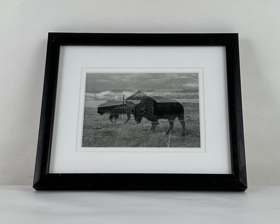 Montana Ghost Buffalo Photo Auction