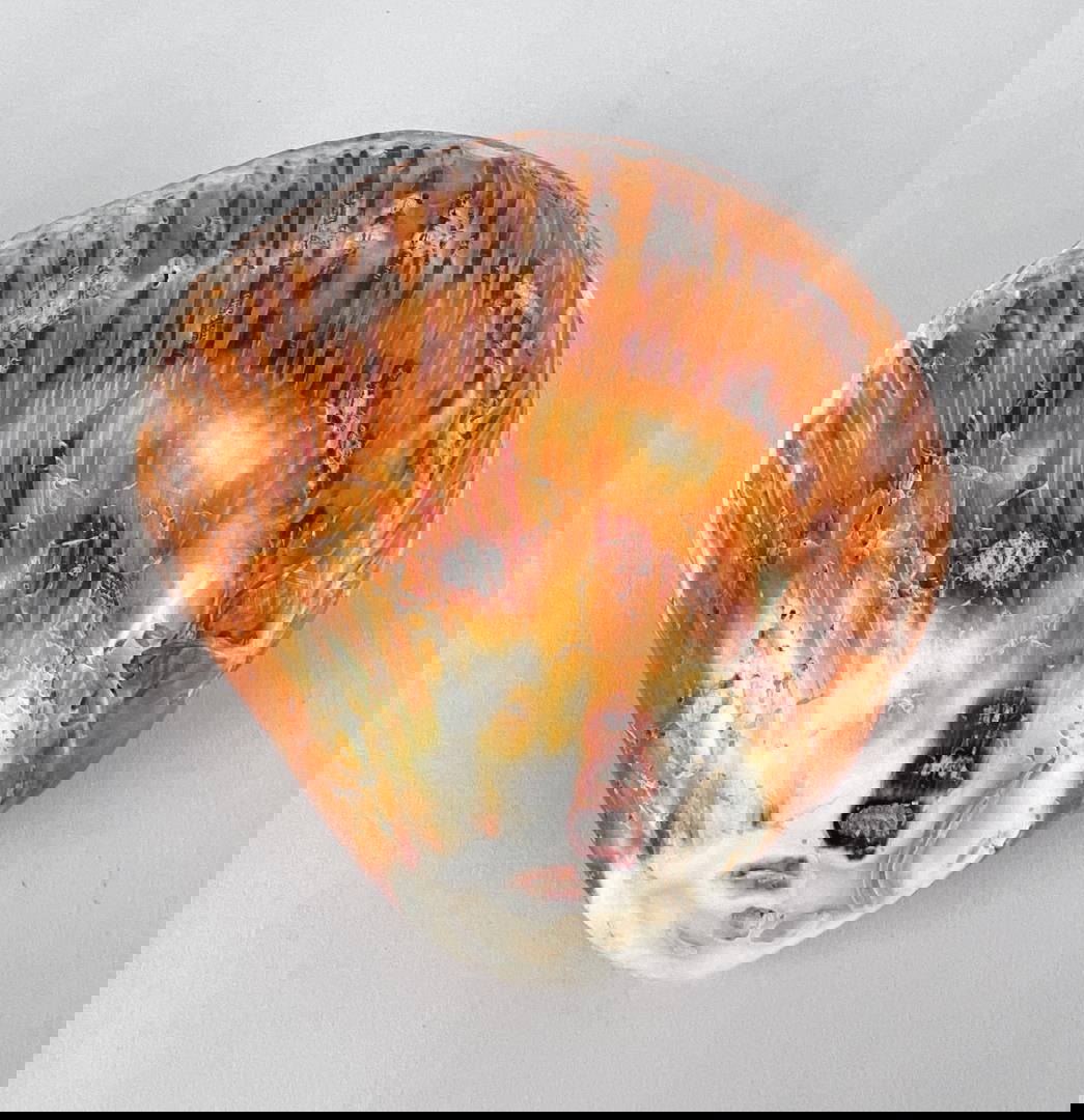 Polished Spiny Oyster Shell Auction