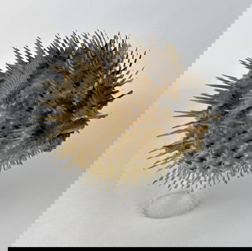 Taxidermy Puffer Fish