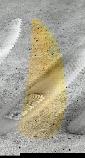 Antique Eskimo Inuit Carved Whale Tooth