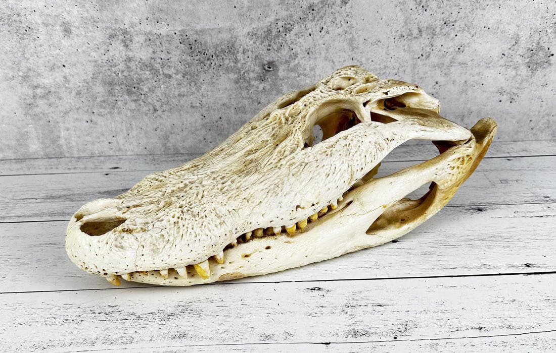 Large Florida Alligator Skull Taxidermy Auction