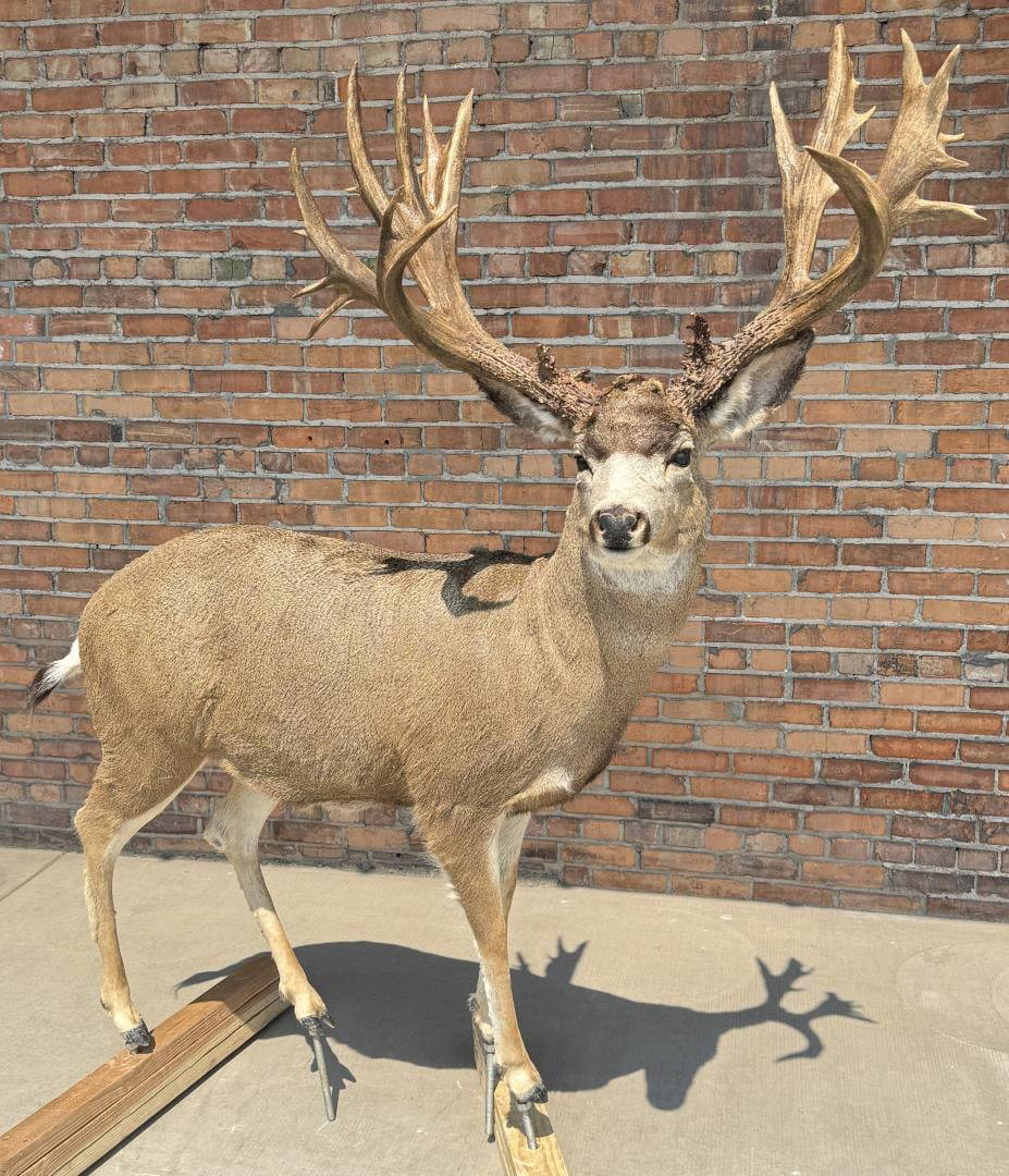 Full Body Montana Taxidermy Non Typical Mule Deer Auction