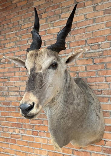 Shoulder Mount Taxidermy African Eland