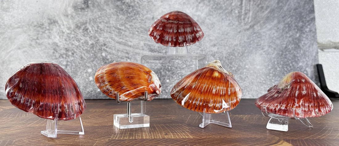 Group Of Polished Spiny Oyster Shells Auction