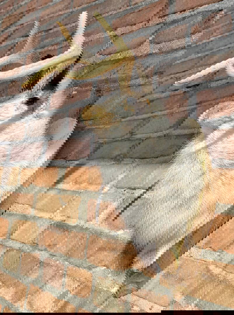 Mythical Montana Jackalope Taxidermy Mount Auction