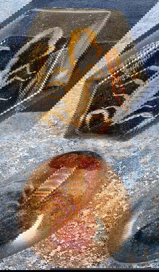 Mid Century Lucite Scorpion Paperweights Auction