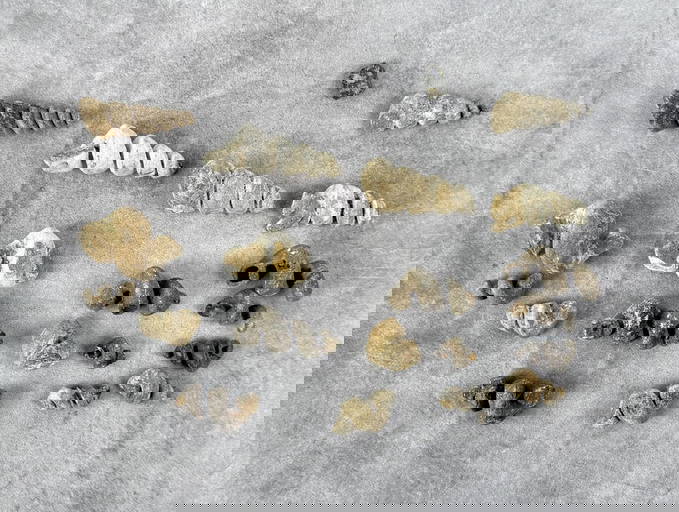 Group Of Turritella Snail Shell Fossils