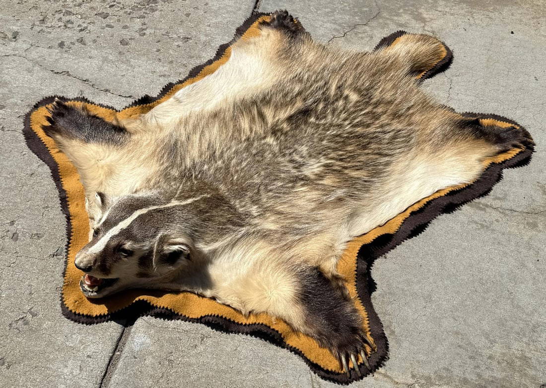 Montana Taxidermy Badger Rug Auction
