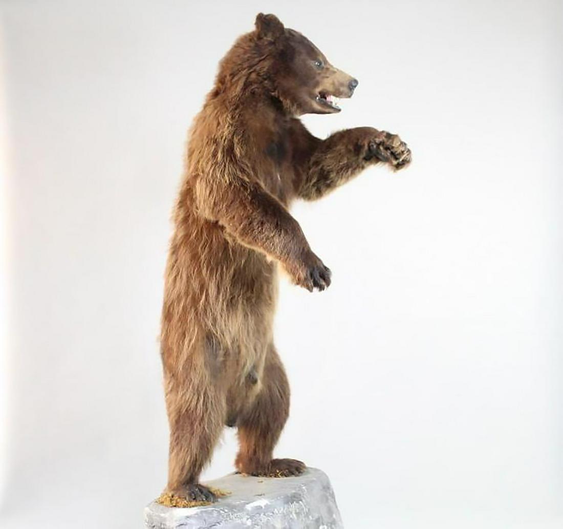 7 Ft Full Body Standing Brown Bear Taxidermy Mount