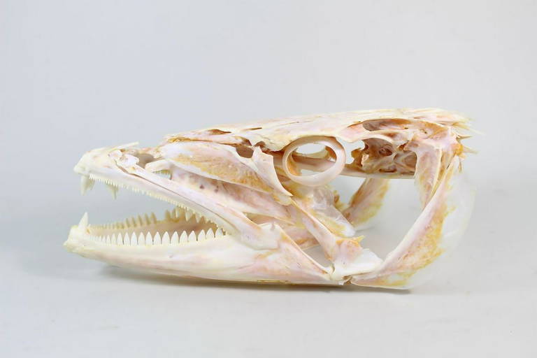 Taxidermy Barracuda Sphyraena Fish Head Skeleton Skull (#0310) on Apr ...