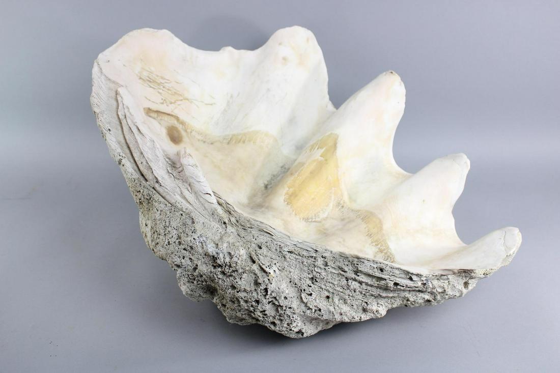 Shell Rocks, Minerals & Fossils for Sale at Auction
