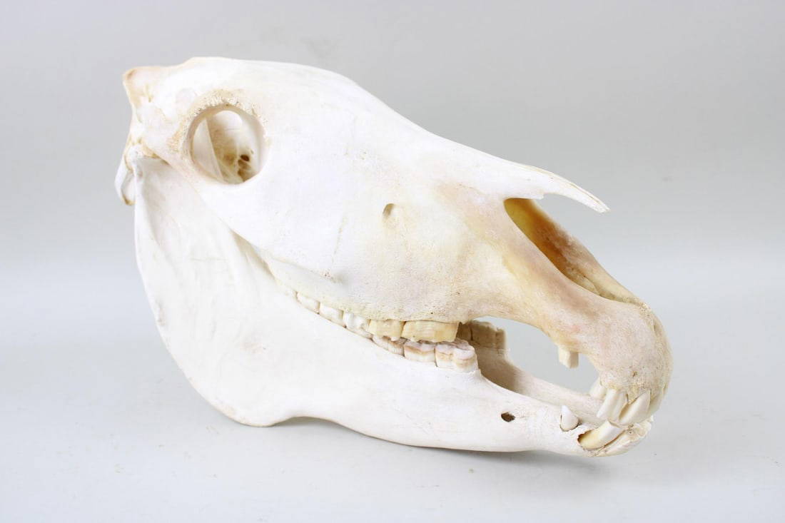 Zebra Skull With Teeth Auction