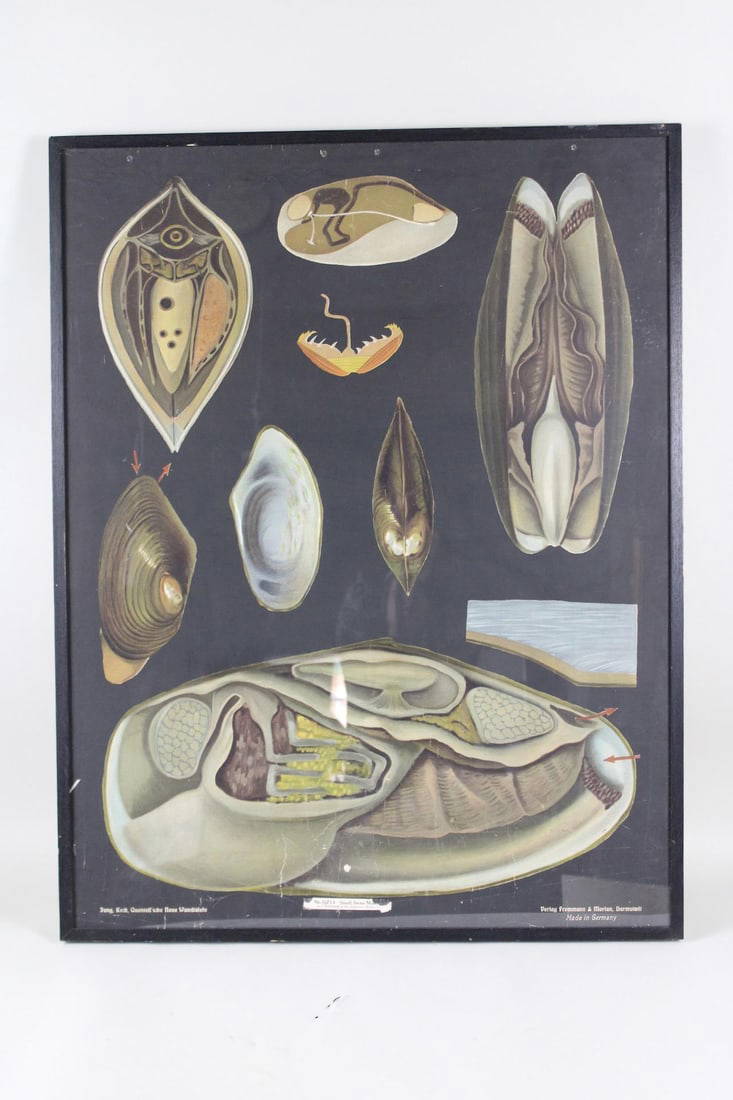 Framed Scientific Educational Biology Swan Mussel Poster Auction
