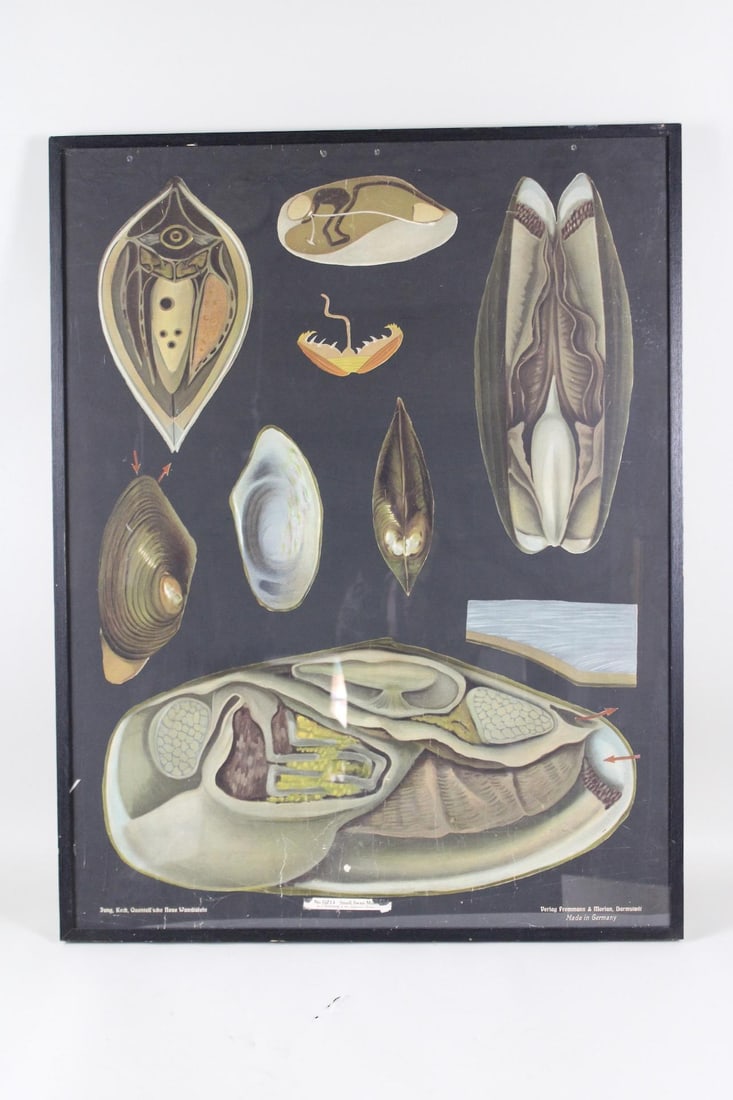 Framed Scientific Educational Biology Swan Mussel Poster Auction