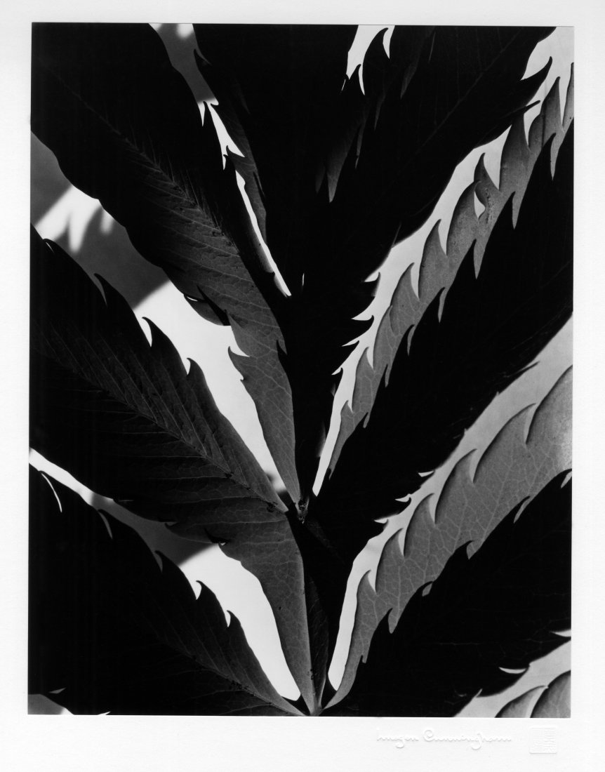 Imogen Cunningham, Leaf Pattern, Before 1929 Auction