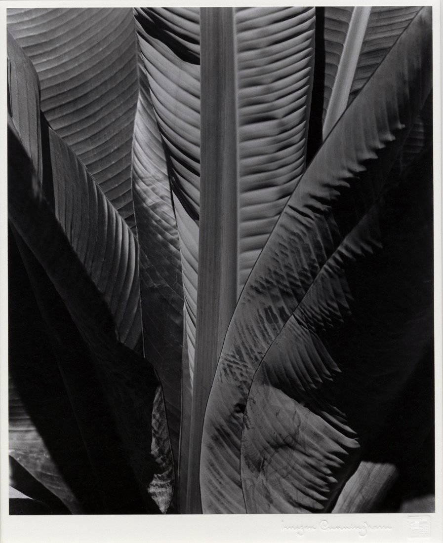 Imogen Cunningham, Banana Plant, Before 1929 Auction