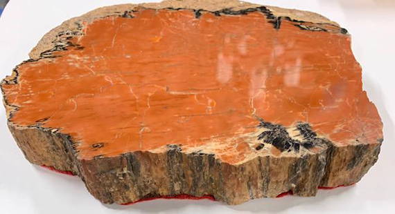 Beautiful Slab Of Polished Petrified Wood