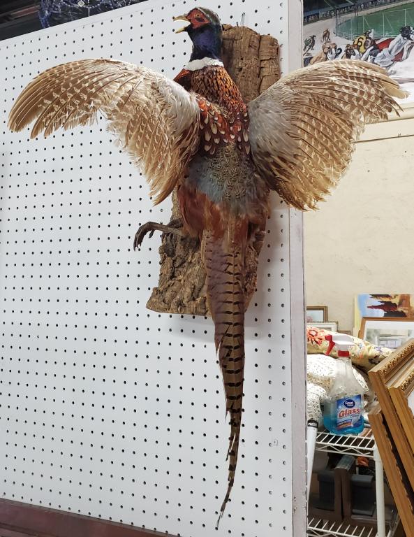 Ring Necked Pheasant Wall Mount