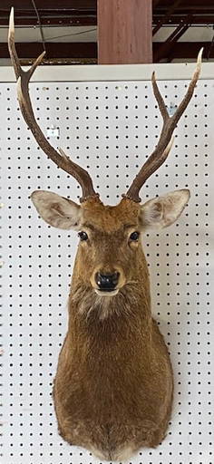 7 Point Buck Wall Mount