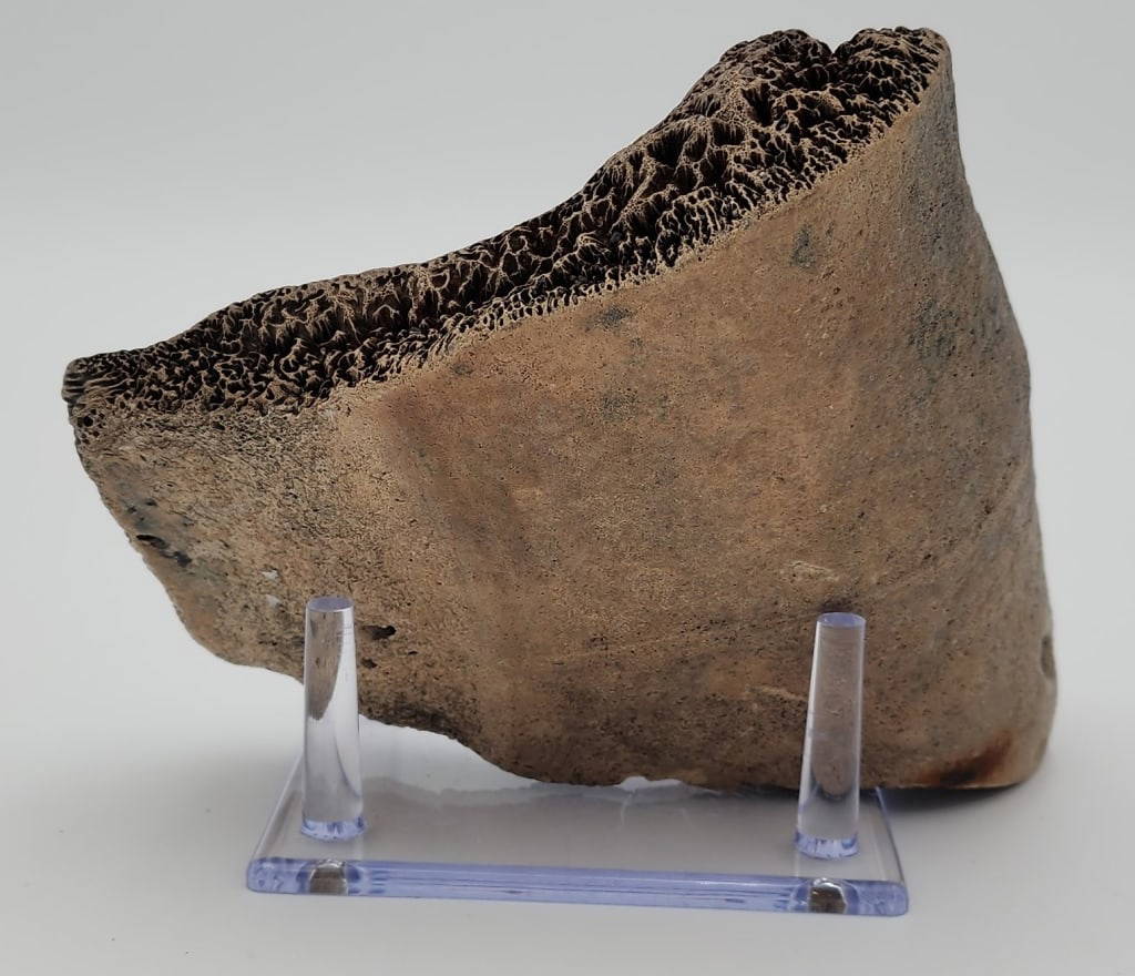 Fossilized Piece Of Giant Tortoise Shell Auction