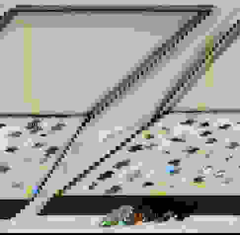 Collection Of Assorted Marbles In Display Case Auction