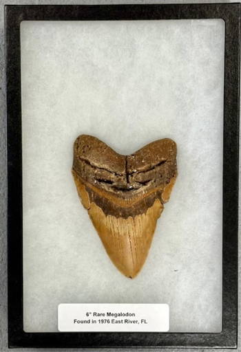 6" Rare Megalodon Tooth In Glass Top Display Case