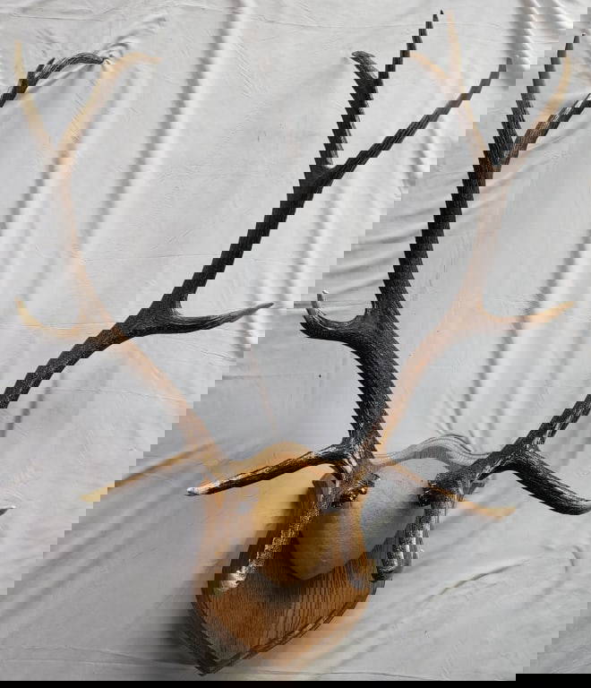 Mounted Rocky Mountain Elk Antlers Auction