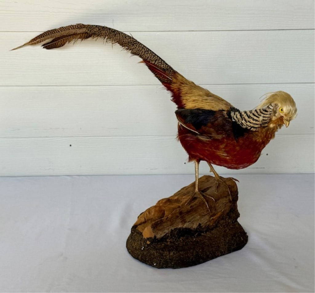 Golden Pheasant Taxidermy Mount Auction
