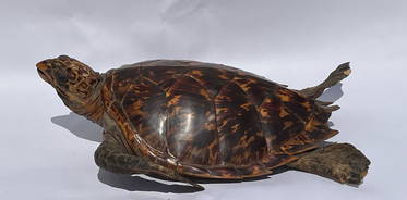 ANTIQUE TAXIDERMY TORTOISE SHELL - Oct 28, 2018 | Westport Auction in CT