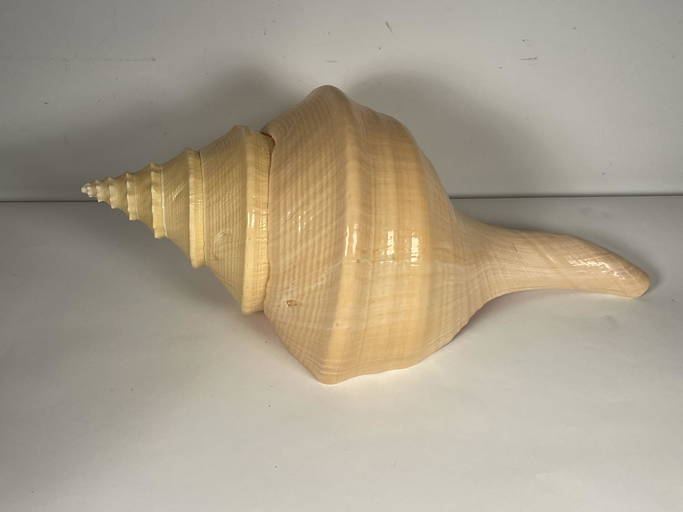 RARE AND GIANT 18" CONCH SEA SHELL, 18" X 9" X 7.5" (#0172) on Jun 26 ...