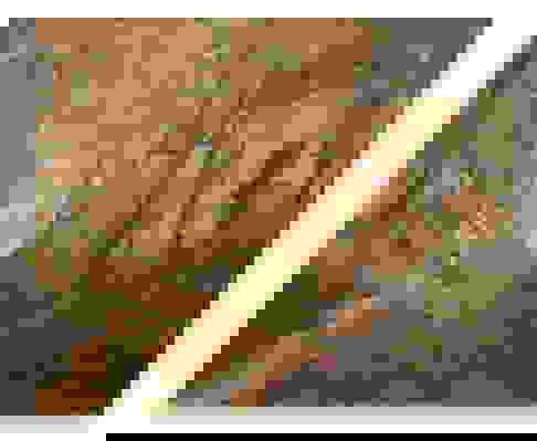 Signed Louis Chazal Oil Painting. Auction