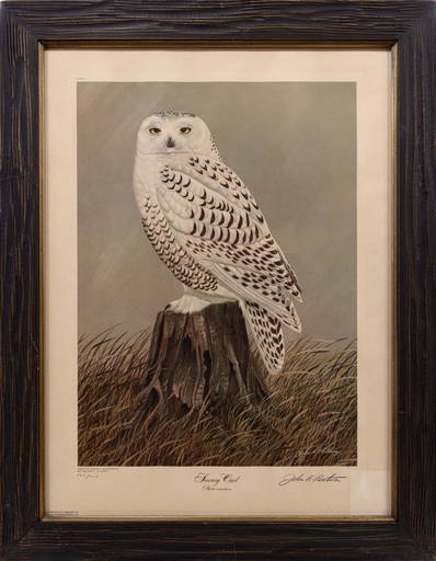 John Ruthven, Snowy Owl