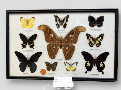 Brooklyn Taxidermy Pinned Butterflies