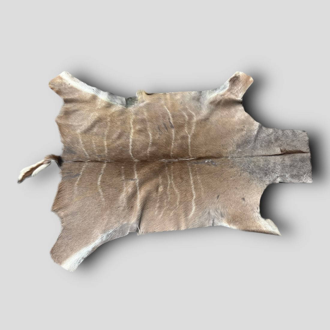 Vintage African Kudu Antelope Skin Hide Auction