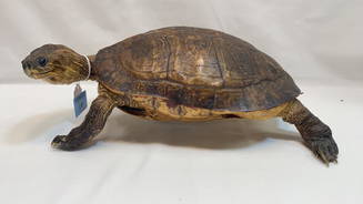 ANTIQUE TAXIDERMY TORTOISE SHELL - Oct 28, 2018 | Westport Auction in CT
