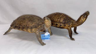 ANTIQUE TAXIDERMY TORTOISE SHELL - Oct 28, 2018 | Westport Auction in CT