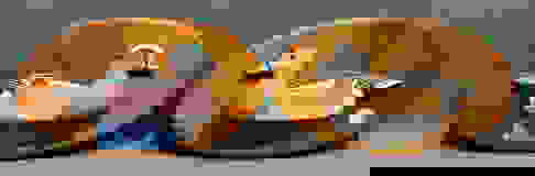 Pair Barry Fuchs 1/2 Body Baldpate Plaques Auction